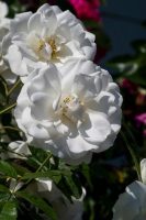 Free LSAT PDF Downloads | Best Study Materials